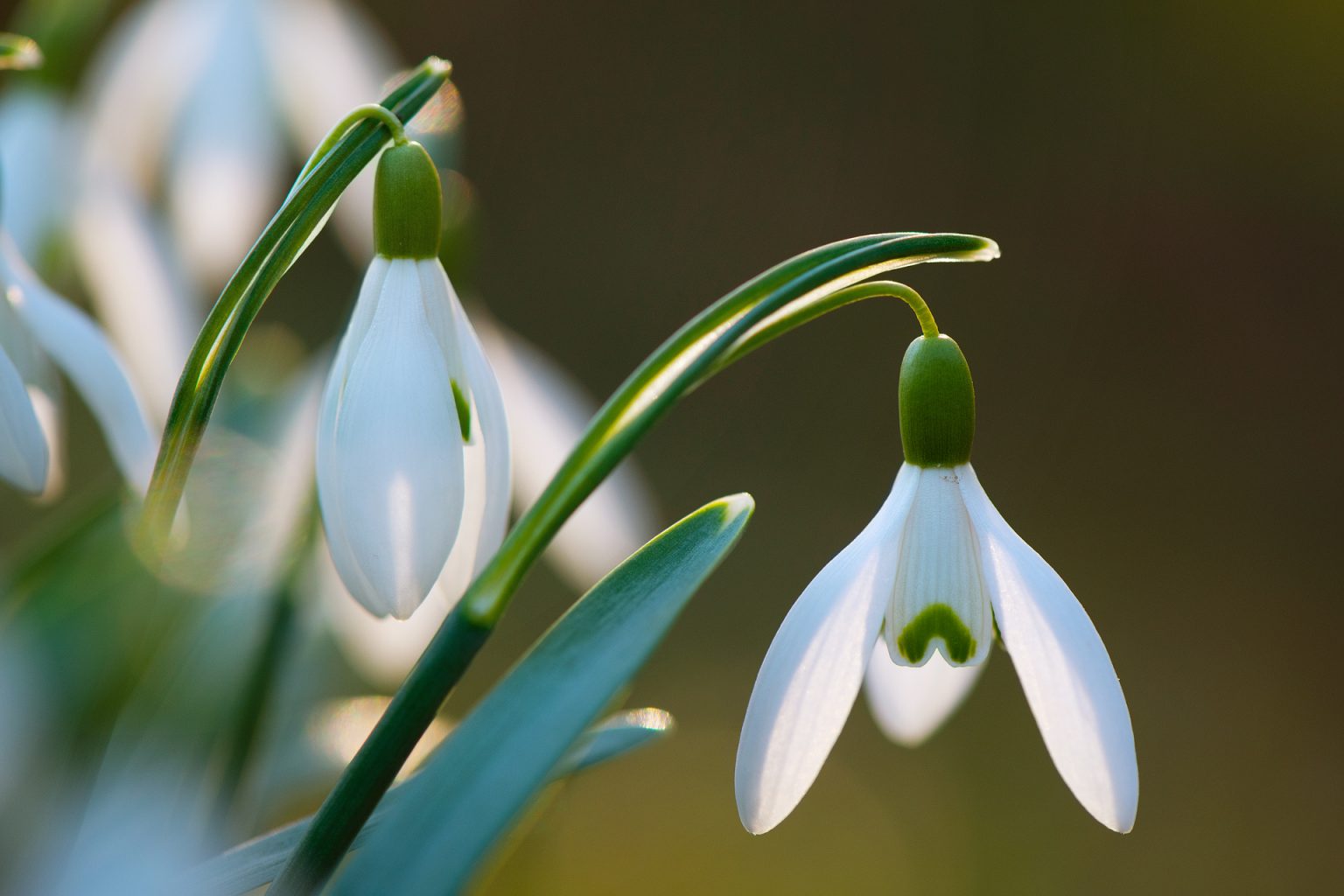 Homage to the Snowdrop – Part 1 – Annette Forsyth Photography