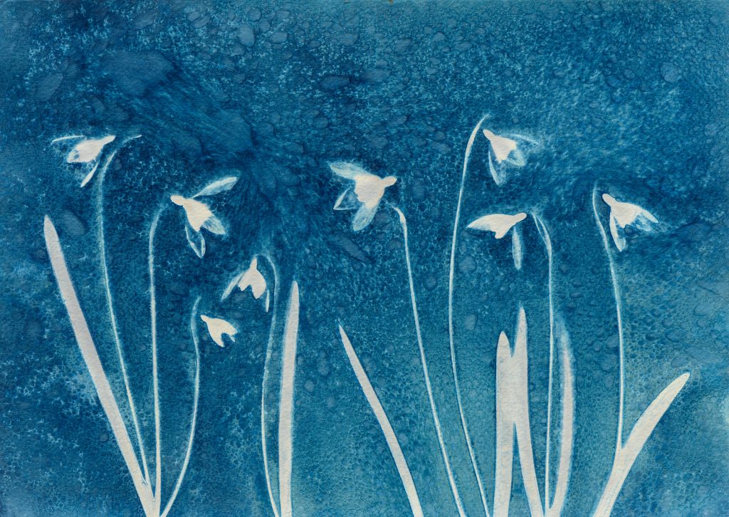 Cyanotype Tutorial for Nature TTL - Annette Forsyth Photography