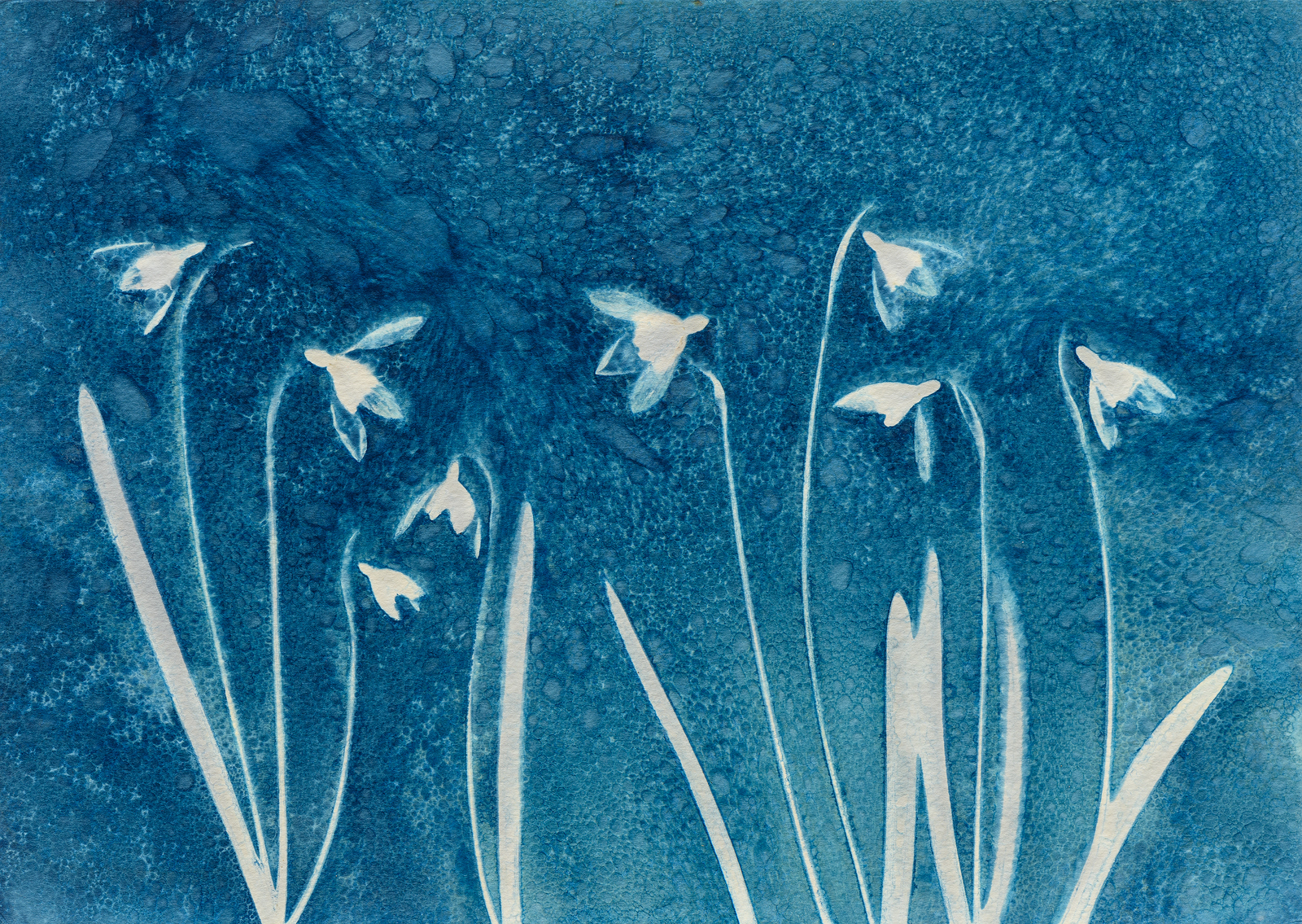 Cyanotype Tutorial for Nature TTL – Annette Forsyth Photography